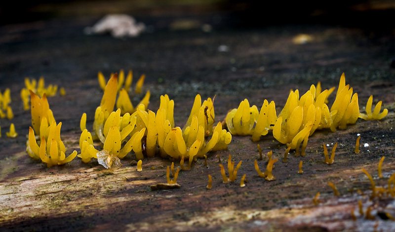 Calocera cornea (Krásnorůžek rohovitý)