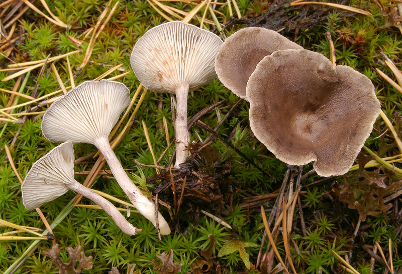 Cantharellula umbonata (Strmělka mechová)