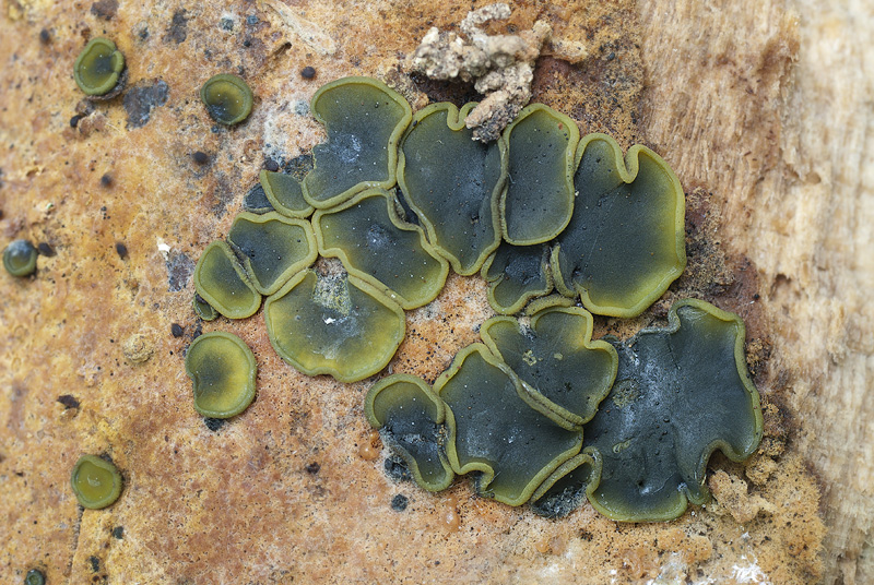 Catinella olivacea (Ploskovička olivová)