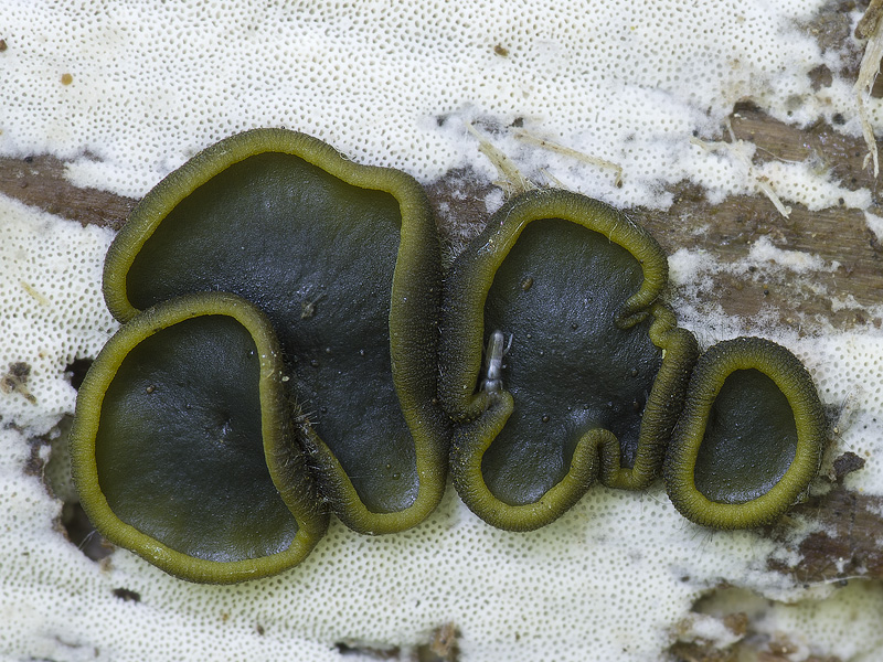Catinella olivacea (Ploskovička olivová)