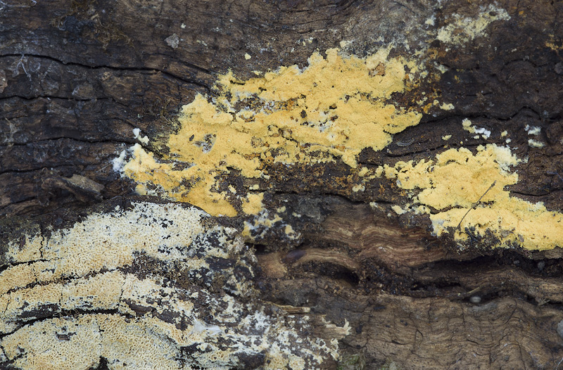 Riopa metamorphosa (Pórnatka proměnlivá)