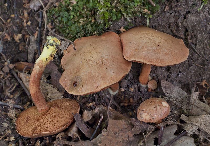 Chalciporus piperatus s.l. (Hřib peprný)