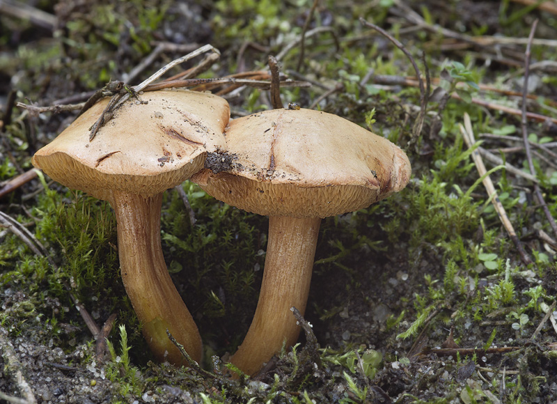 Chalciporus piperatus s.l. (Hřib peprný)