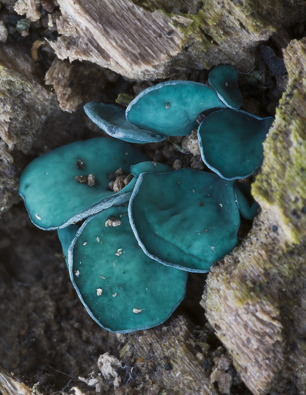 Chlorociboria aeruginascens (Zelenitka měděnková)