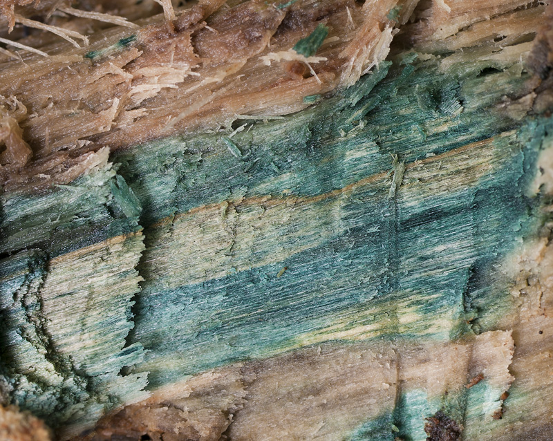 Chlorociboria aeruginascens (Zelenitka měděnková)