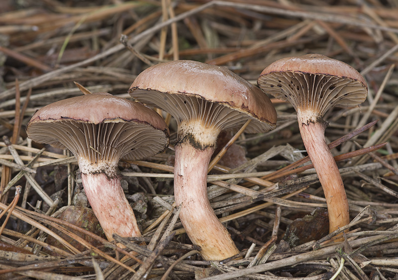 Chroogomphus rutilus agg. (Slizák lepkavý)