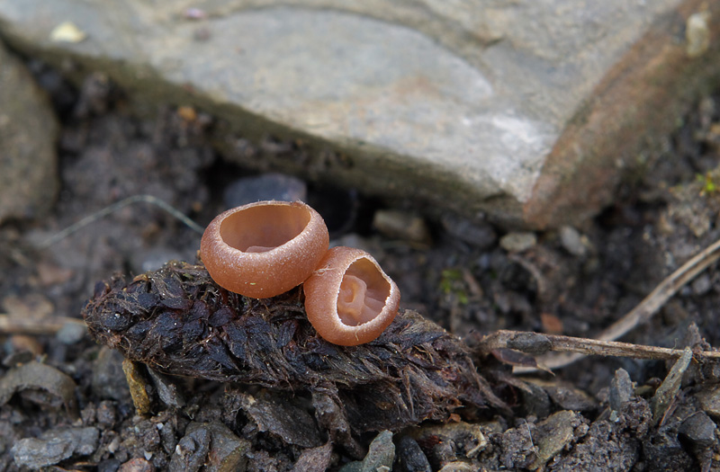 Ciboria caucus s.l. (Jehnědka olšová)