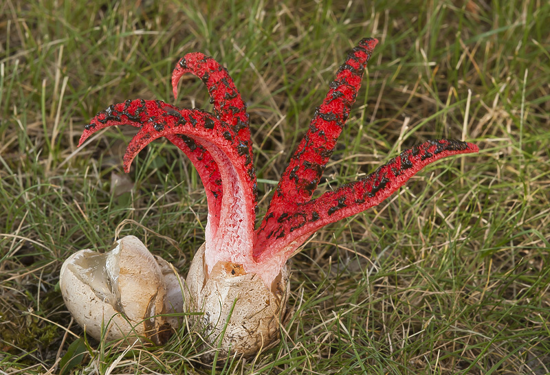 Clathrus archeri (Květnatec Archerův)