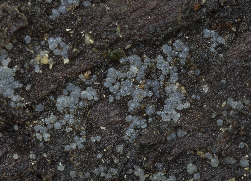 Claussenomyces kirschsteinianus cf. (Voskovička)