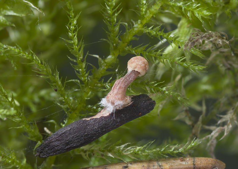 Claviceps arundinis cf. (Paličkovice)