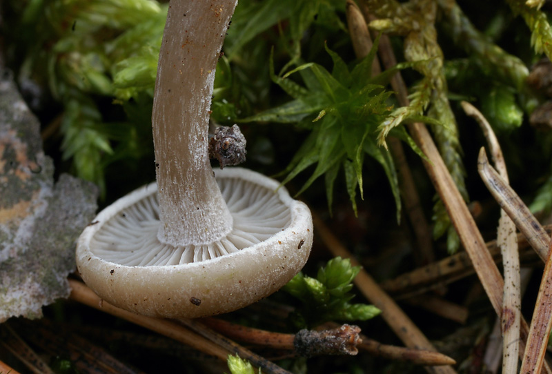 Clitocybe ditopus (Strmělka aromatická. s. šedá)