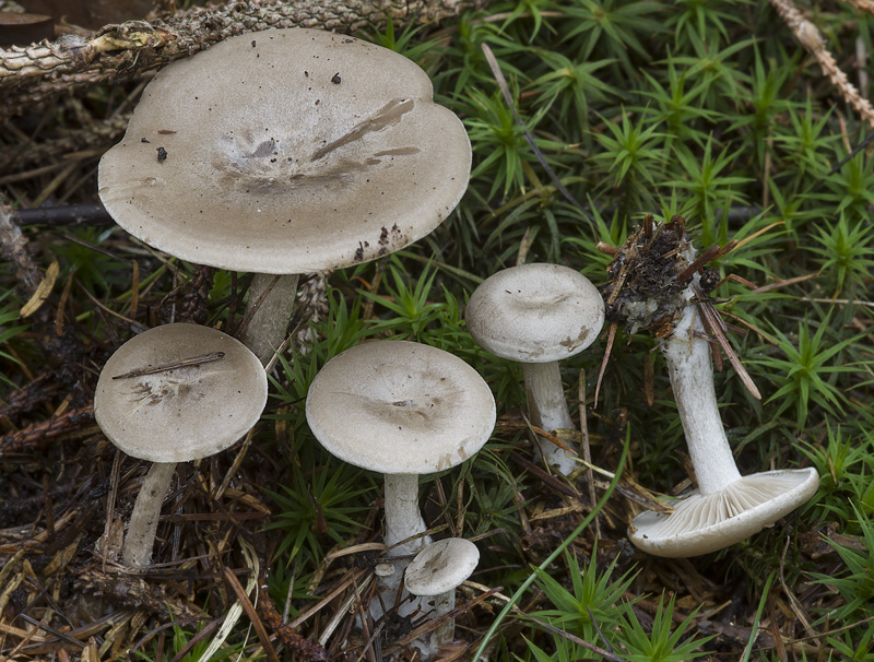 Clitocybe ditopus (Strmělka aromatická. s. šedá)