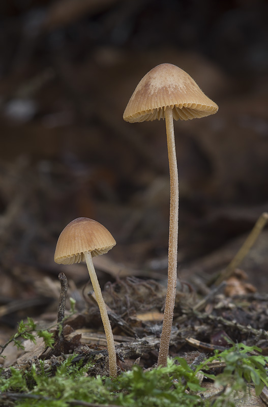 Conocybe echinata (Sametovka špinavá)