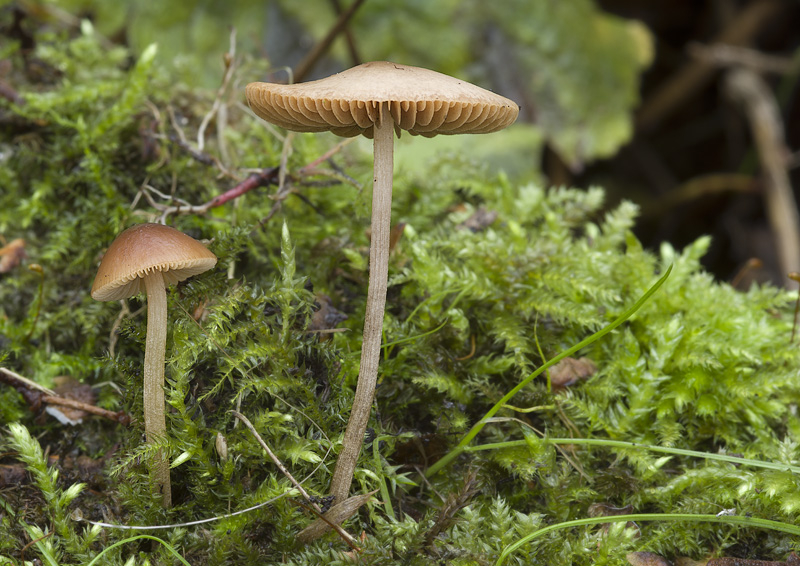 Conocybe echinata (Sametovka špinavá)