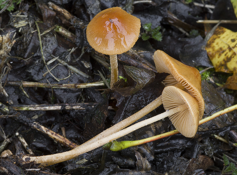 Conocybe rickeniana (Sametovka pestrá)