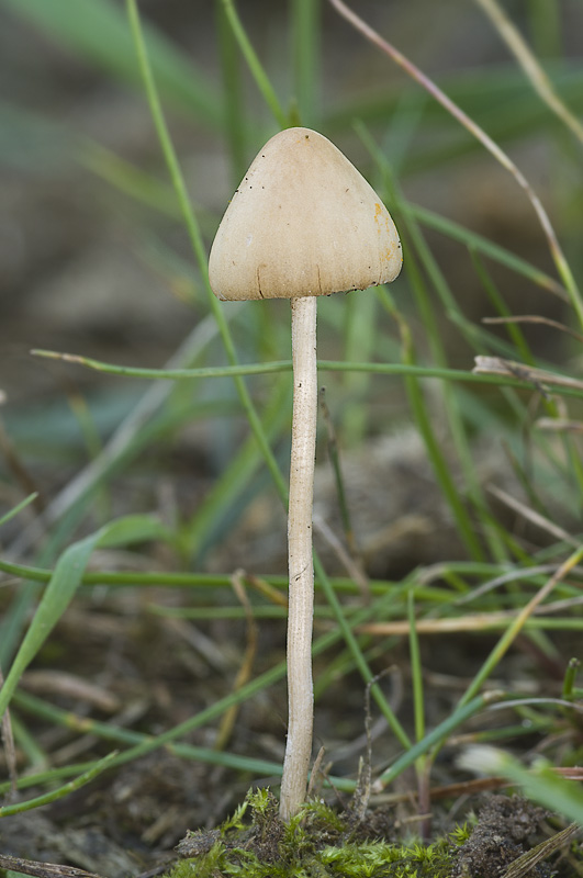 Conocybe rickenii (Sametovka hnojní)