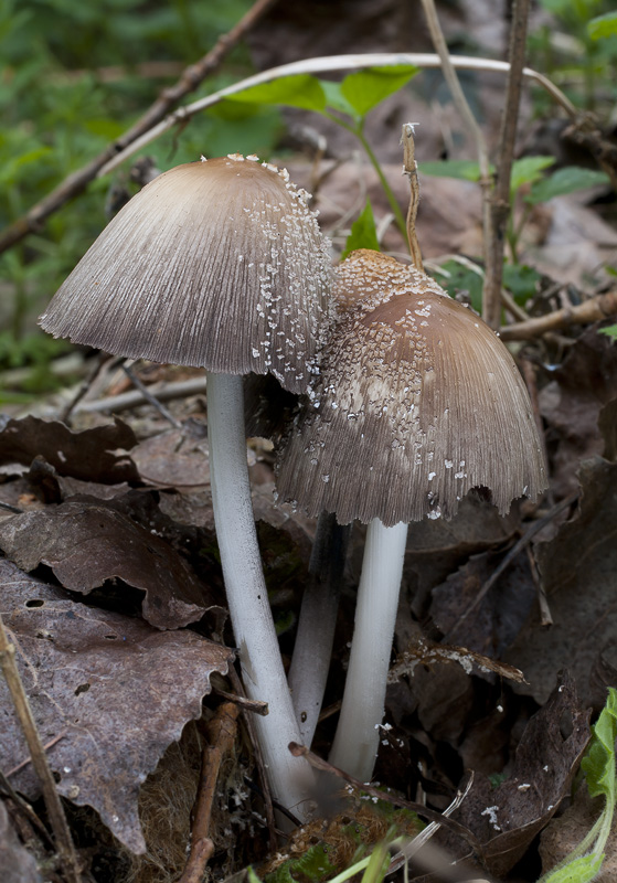 Coprinellus domesticus (Hnojník domácí)