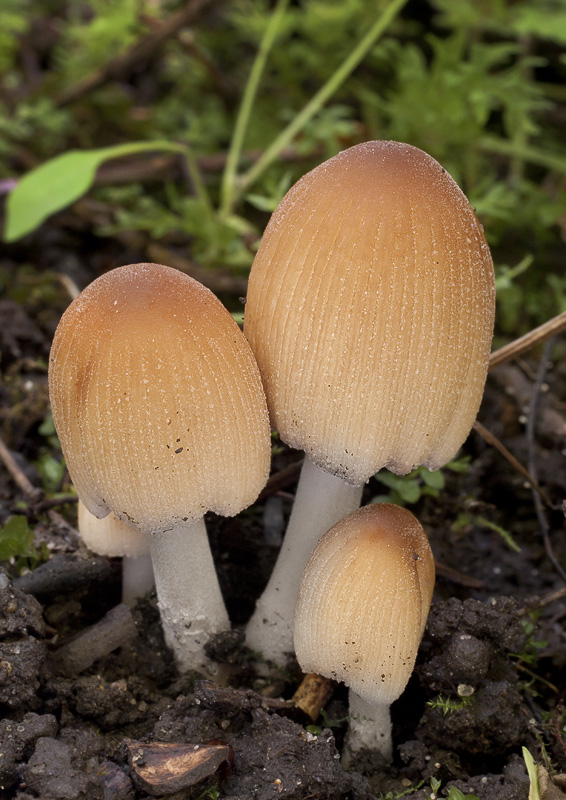 Coprinellus micaceus (Hnojník třpytivý)