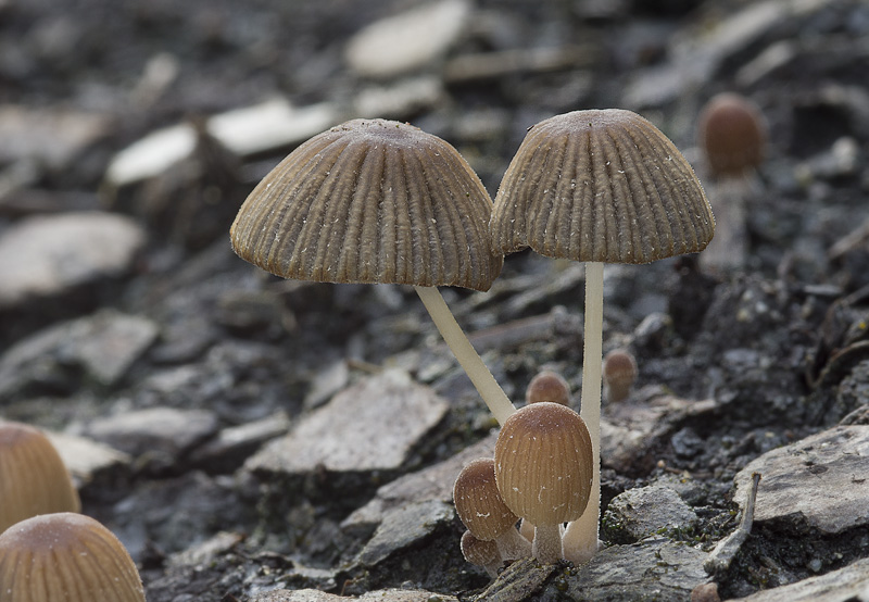 Coprinellus heterothrix (Hnojník různochlupý)