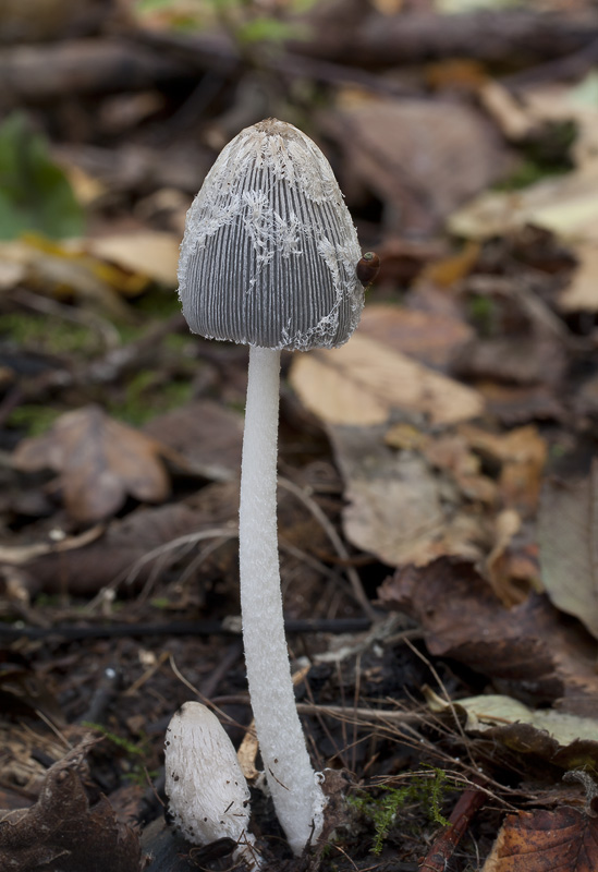Coprinopsis lagopus (Hnojník zaječí)