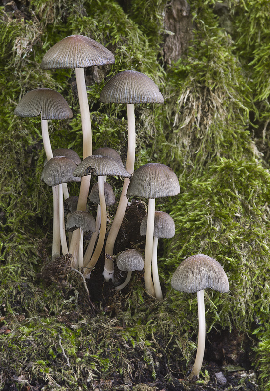 Coprinellus micaceus (Hnojník třpytivý)