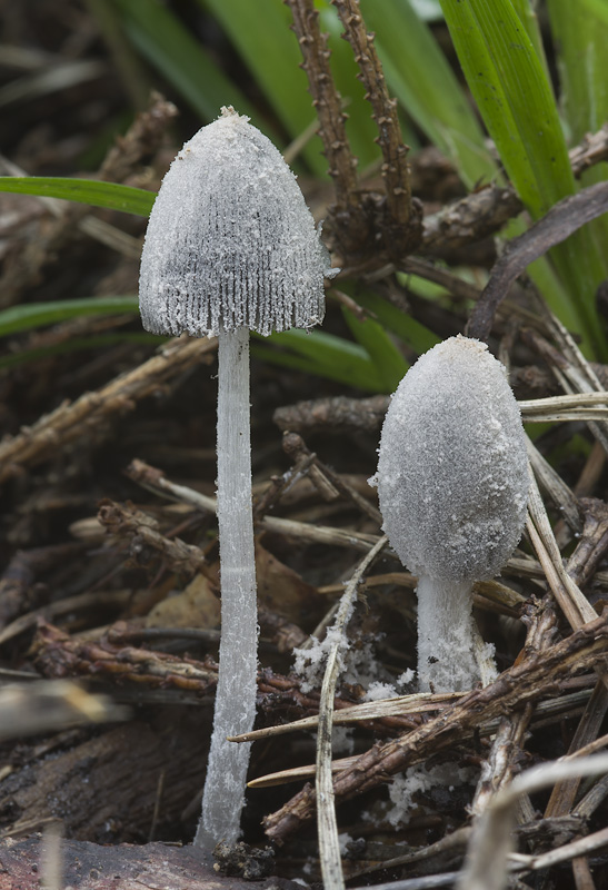 Coprinopsis narcotica (Hnojník omamný)