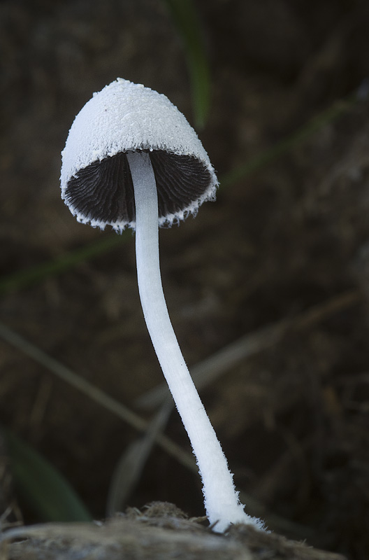 Coprinopsis nivea (Hnojník sněžný)