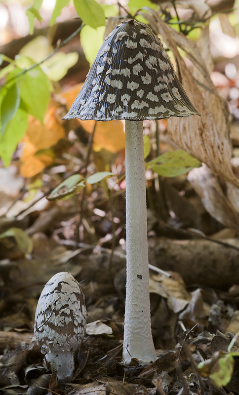 Coprinopsis picacea (Hnojník strakatý)