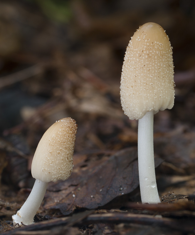 Coprinellus radians (Hnojník paprskový)
