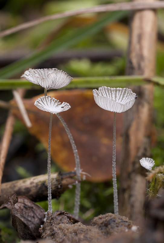 Coprinopsis stercorea (Hnojník výkalový)