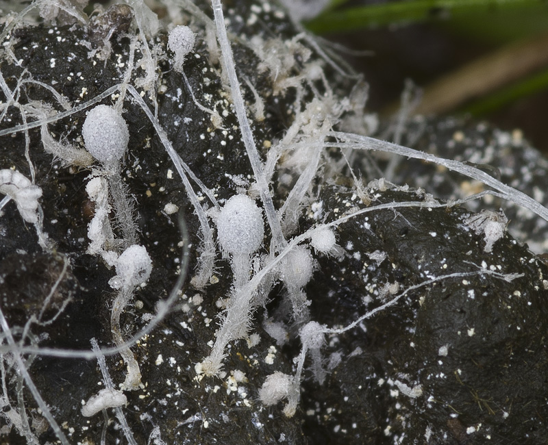 Coprinopsis stercorea (Hnojník výkalový)
