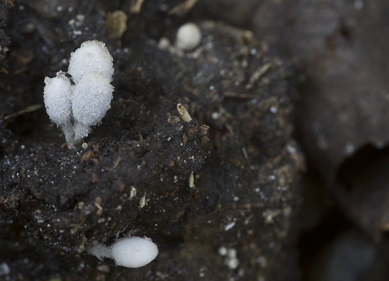 Coprinopsis stercorea (Hnojník výkalový)