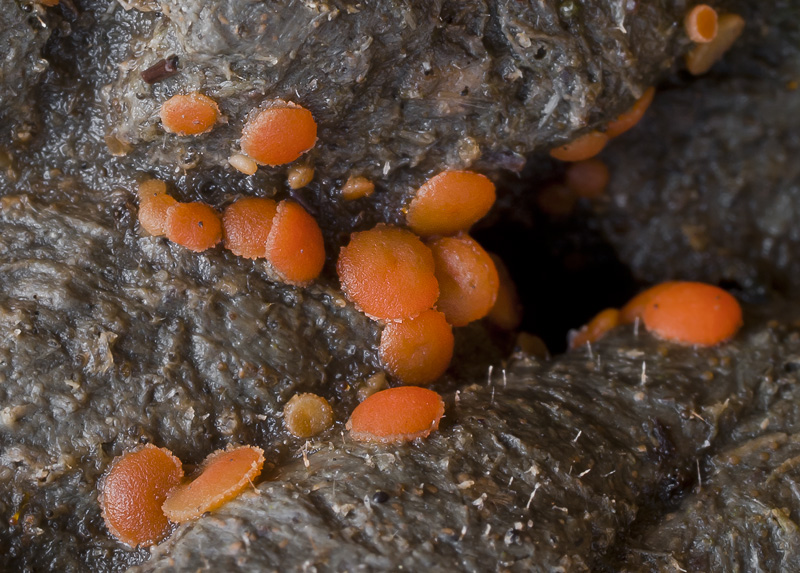 Cheilymenia granulata (Mrvenka zrnitá)