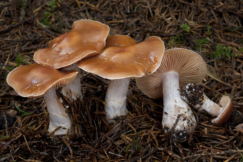 Cortinarius (Tel.) armeniacus (Pavučinec meruňkový)