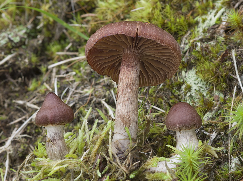 Cortinarius (Tel.) brunneus (Pavučinec tmavohnědý)