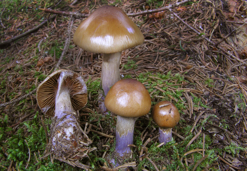 Cortinarius (Myx.) collinitus (Pavučinec plavooranžový)