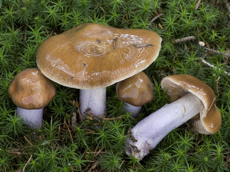 Cortinarius (Myx.) collinitus (Pavučinec plavooranžový)