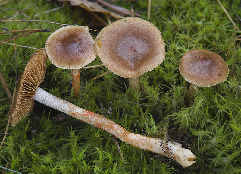 Cortinarius (Tel.) colus (Pavučinec suříkonohý)