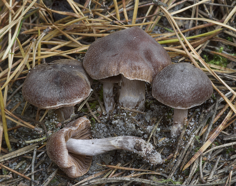Cortinarius (Tel.) comptulus (Pavučinec)