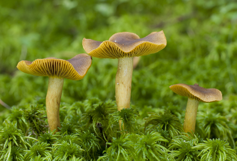 Cortinarius (Der.) croceus (Pavučinec šafránový)