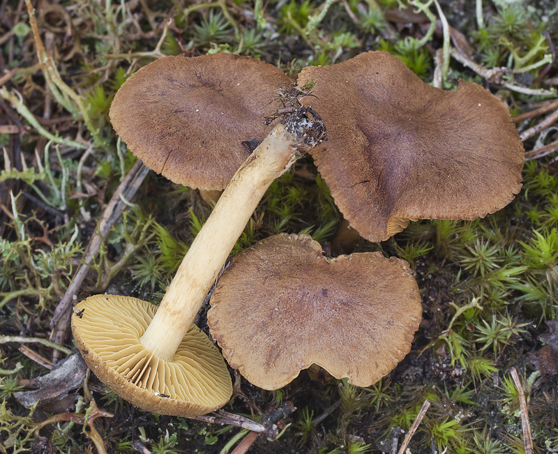 Cortinarius (Der.) croceus (Pavučinec šafránový)