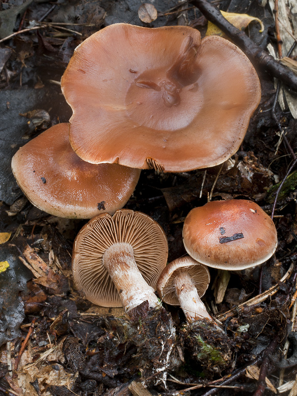 Cortinarius (Tel.) subbalaustinus s.l. (Pavučinec blizoučký)