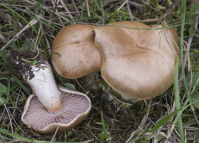 Cortinarius (Tel.) tabularis (Pavučinec odbarvující)