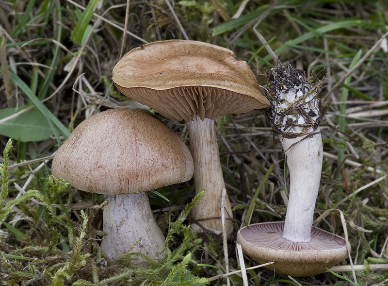 Cortinarius (Tel.) tabularis (Pavučinec odbarvující)