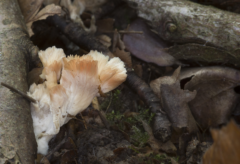Cotylidia pannosa (Lupénka suknovitá)