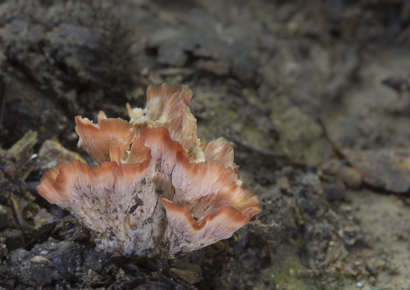 Cotylidia pannosa (Lupénka suknovitá)