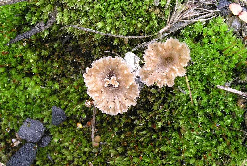 Cotylidia undulata (Lupénka vlnitá)