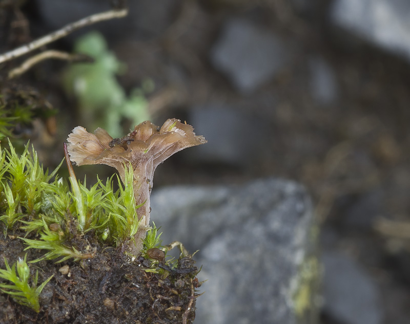 Cotylidia undulata (Lupénka vlnitá)