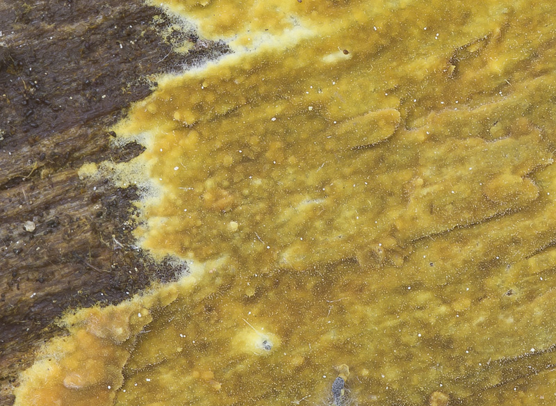 Crustoderma dryinum (Kornatec skořicový)