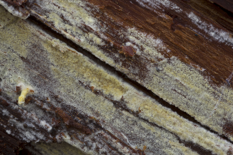 Crustoderma dryinum (Kornatec skořicový)